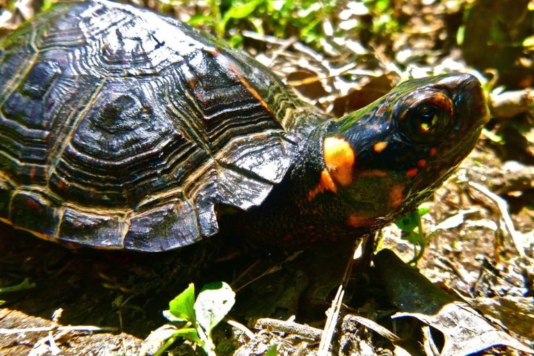 Native and Non-Native Turtle Species of North Carolina – Turtle Ally ...