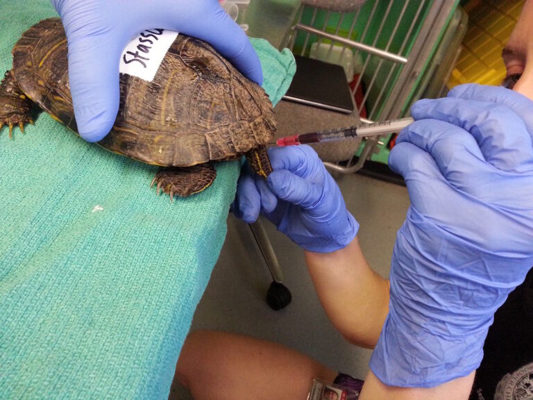Critical Care for Turtles – Turtle Ally Certification Program