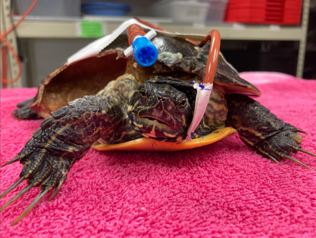 Critical Care for Turtles – Turtle Ally Certification Program