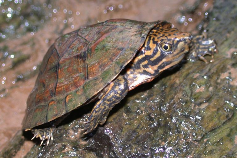Native and Non-Native Turtle Species of North Carolina – Turtle Ally ...