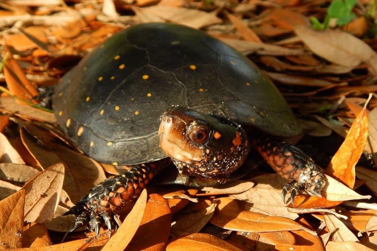 Native and Non-Native Turtle Species of North Carolina – Turtle Ally ...