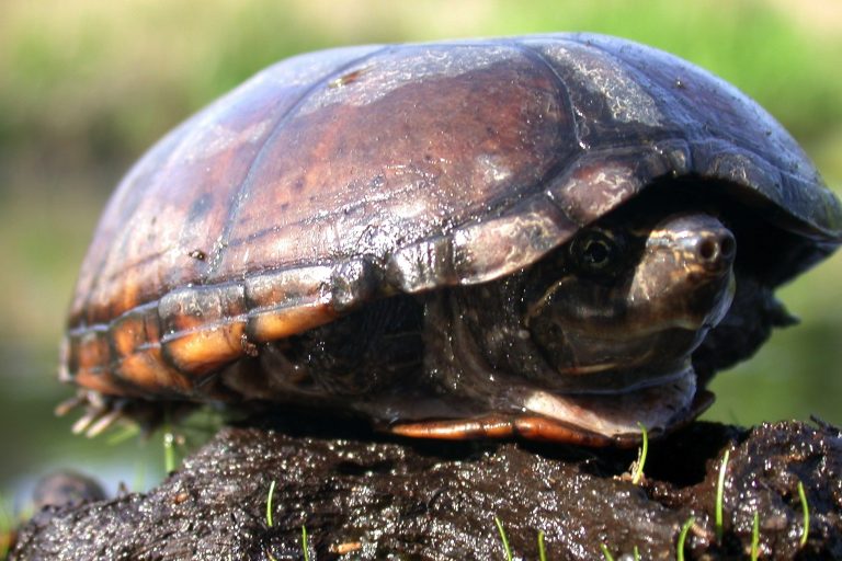 Native and Non-Native Turtle Species of North Carolina – Turtle Ally ...