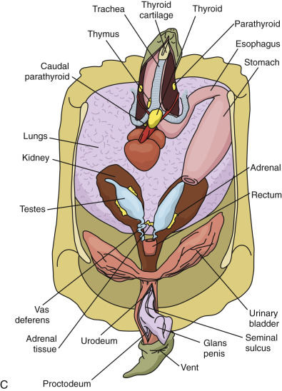 Turtle Anatomy And Physiology Turtle Ally Certification Program
